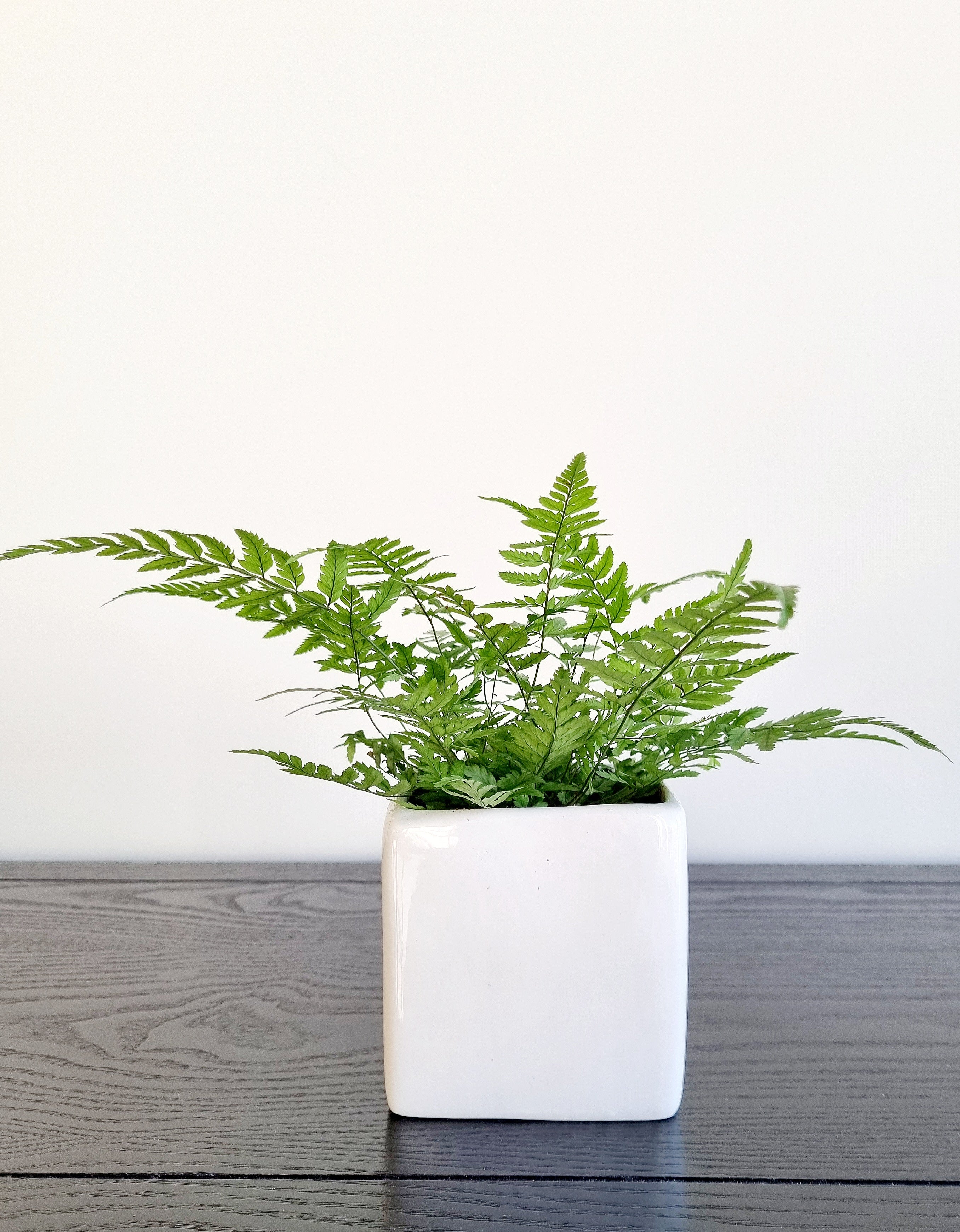 Korean Rock Fern – Nabi Flowers